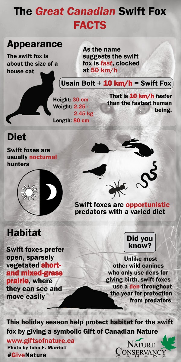 Spokesmama Infographic Canadian Swift Fox Facts spokesmama-infographic-canadian-swift-fox-facts