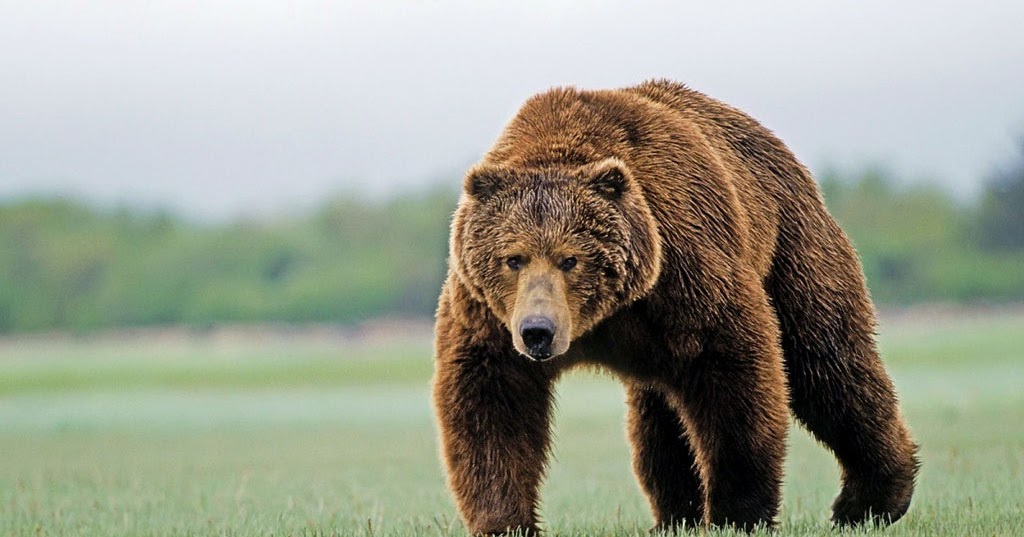 Animals of the world: Brown Bear