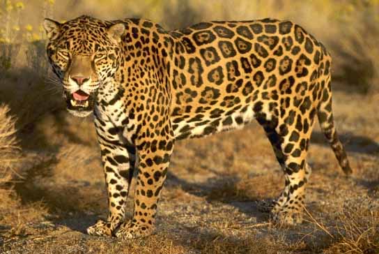 Jaguar Big Cat | Animals Blog