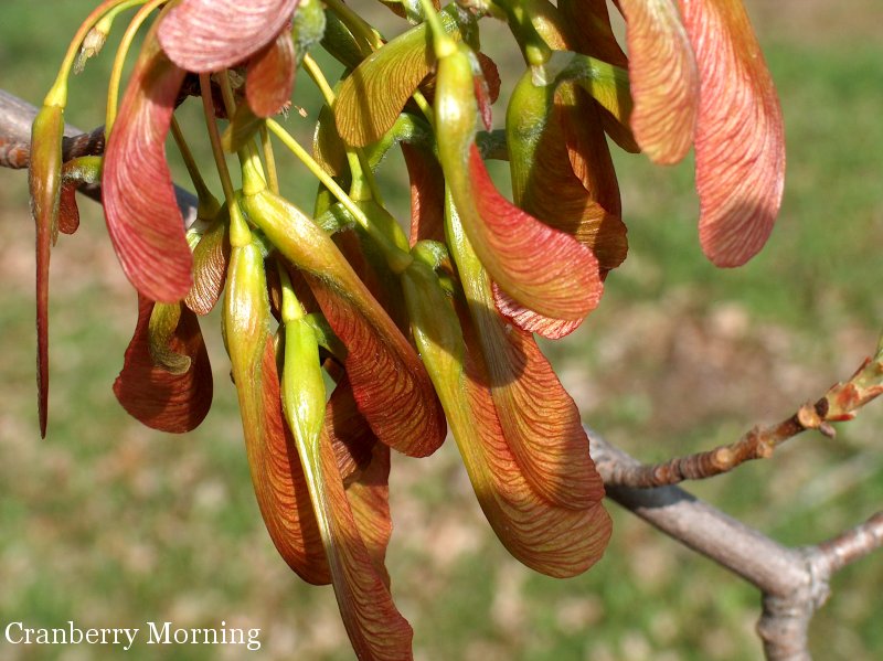 Different types of maple tree seeds - polfpat Different types of maple tree seeds - polfpat