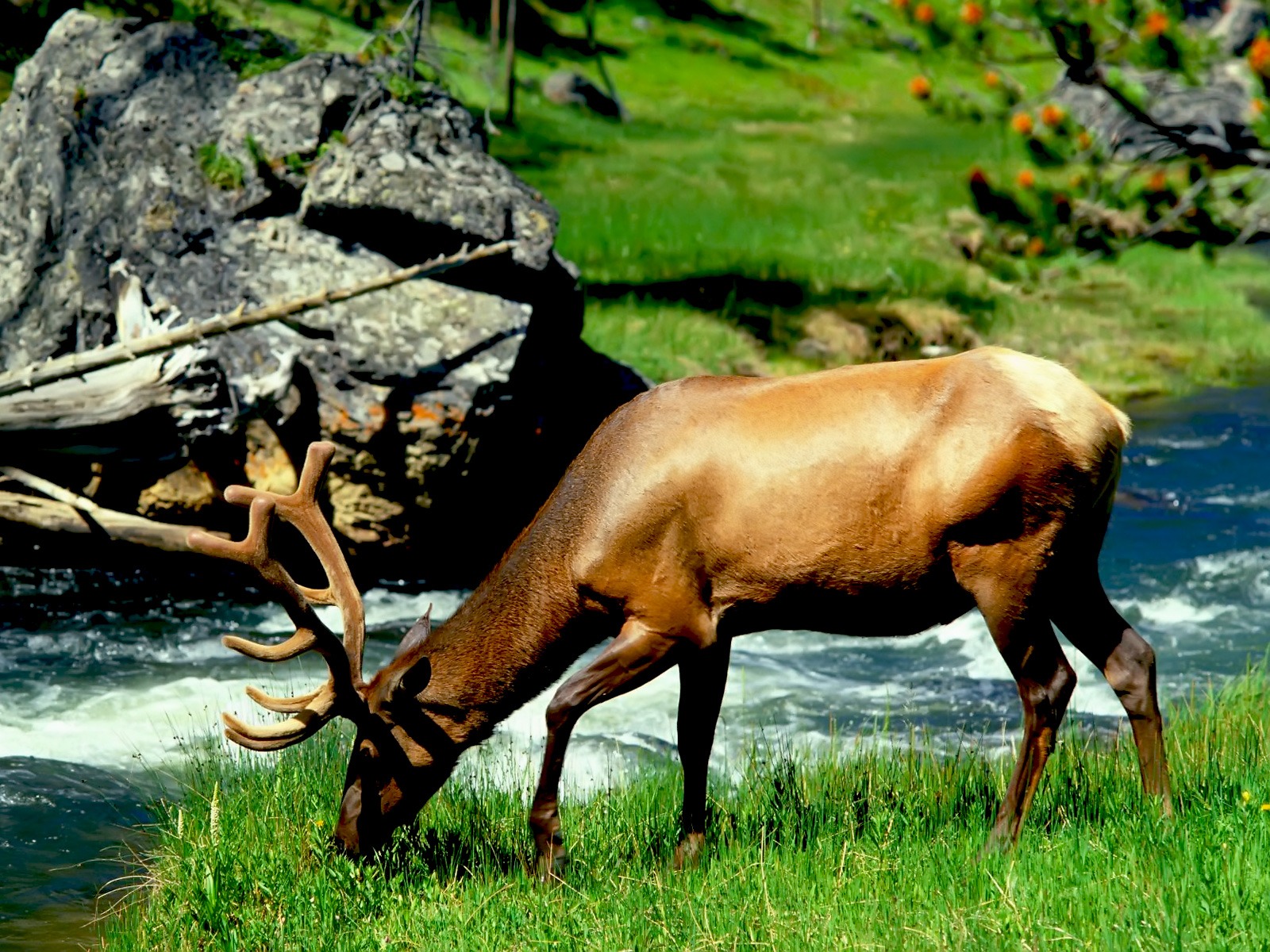 Wild Animal Wallpapers Top HD Wallpapers wild-animal-wallpapers-top-hd-wallpapers