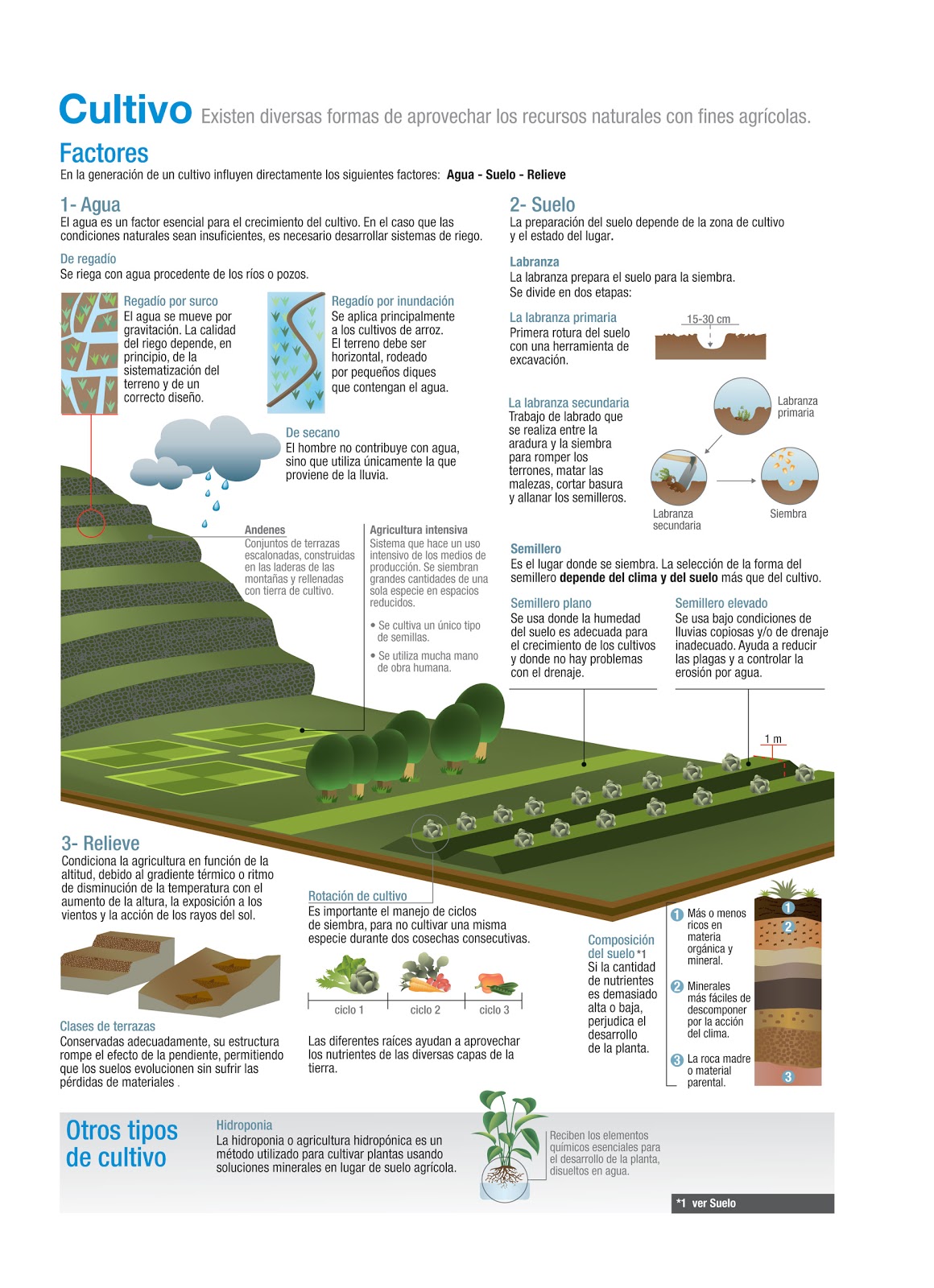 infografías-toledo: Cultivo