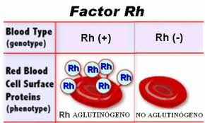 Genética Escolar: RECORDANDO SISTEMA Rh