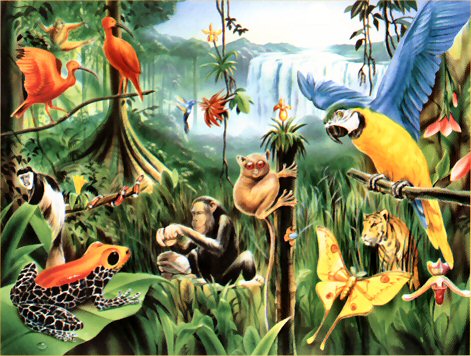 rainforest animals |Zoo Animals
