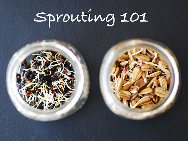 Sprouting 101 | SAS does ...: Sprouting 101 Sprouting 101 | SAS does ...: Sprouting 101