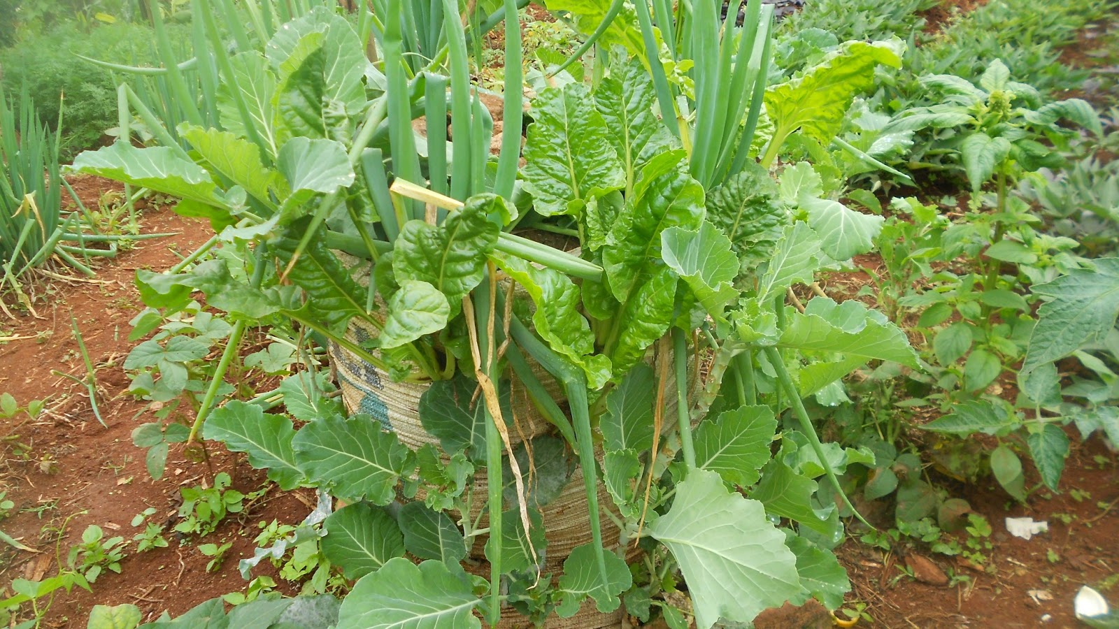 Multi storey Vegetable Gardens For Food Security In Kenya Agro multi-storey-vegetable-gardens-for-food-security-in-kenya-agro