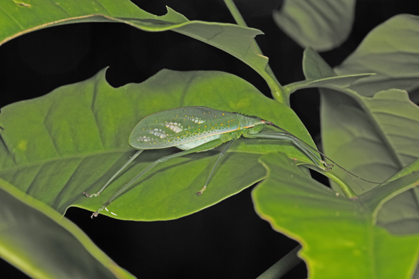 Leaf Katydid | Project Noah
