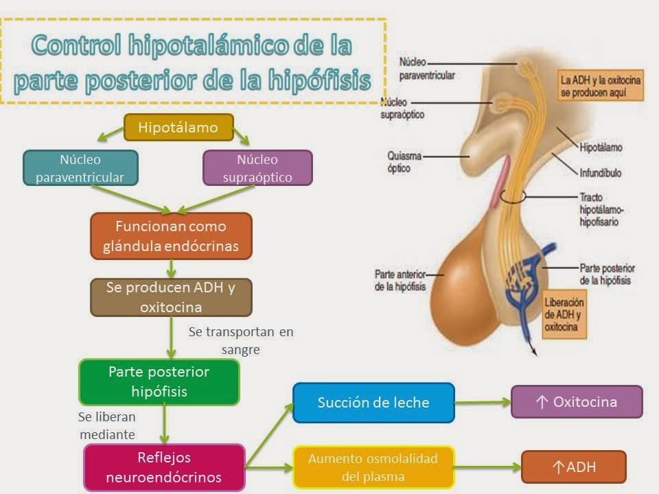 Blog de Fisiología Básica de Sofía Armenta Rodríguez III-4: Eje hipotálamo-hipófisis-tiroides