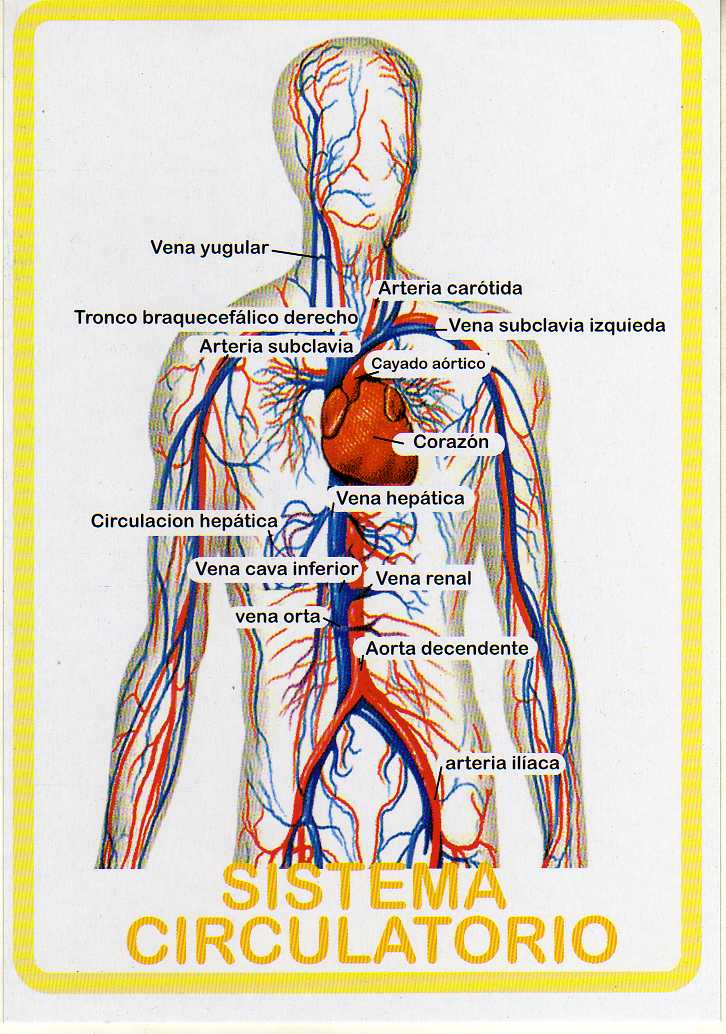 Para El Sistema Circulatorio Sistema Circulatorio Anatomia Y Images