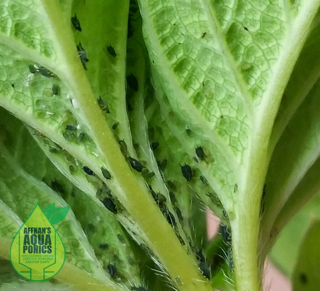 diy aquaponics with fish | Kutu Daun Aphid | easy diy aquaponics pdf