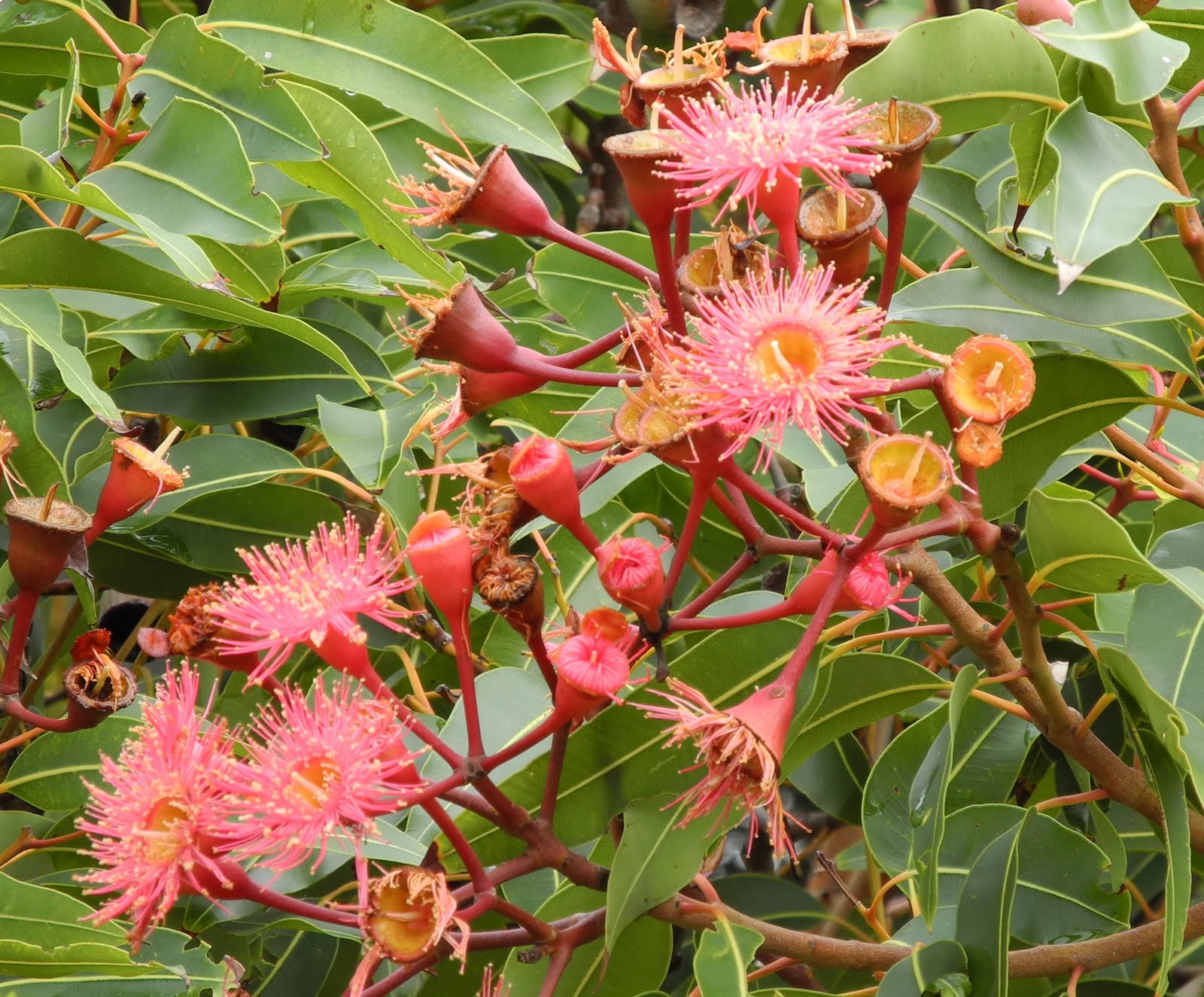 The Phytophactor Friday Fabulous Flower GumTree the-phytophactor-friday-fabulous-flower-gumtree