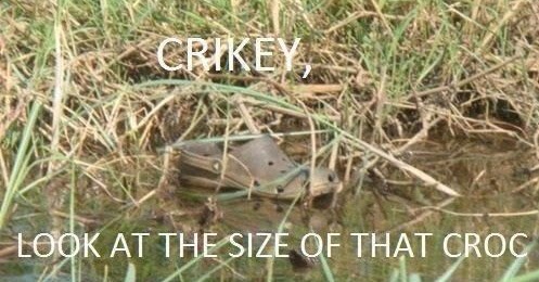 Crikey, Look at the size of that croc | Daily Vowel Movements