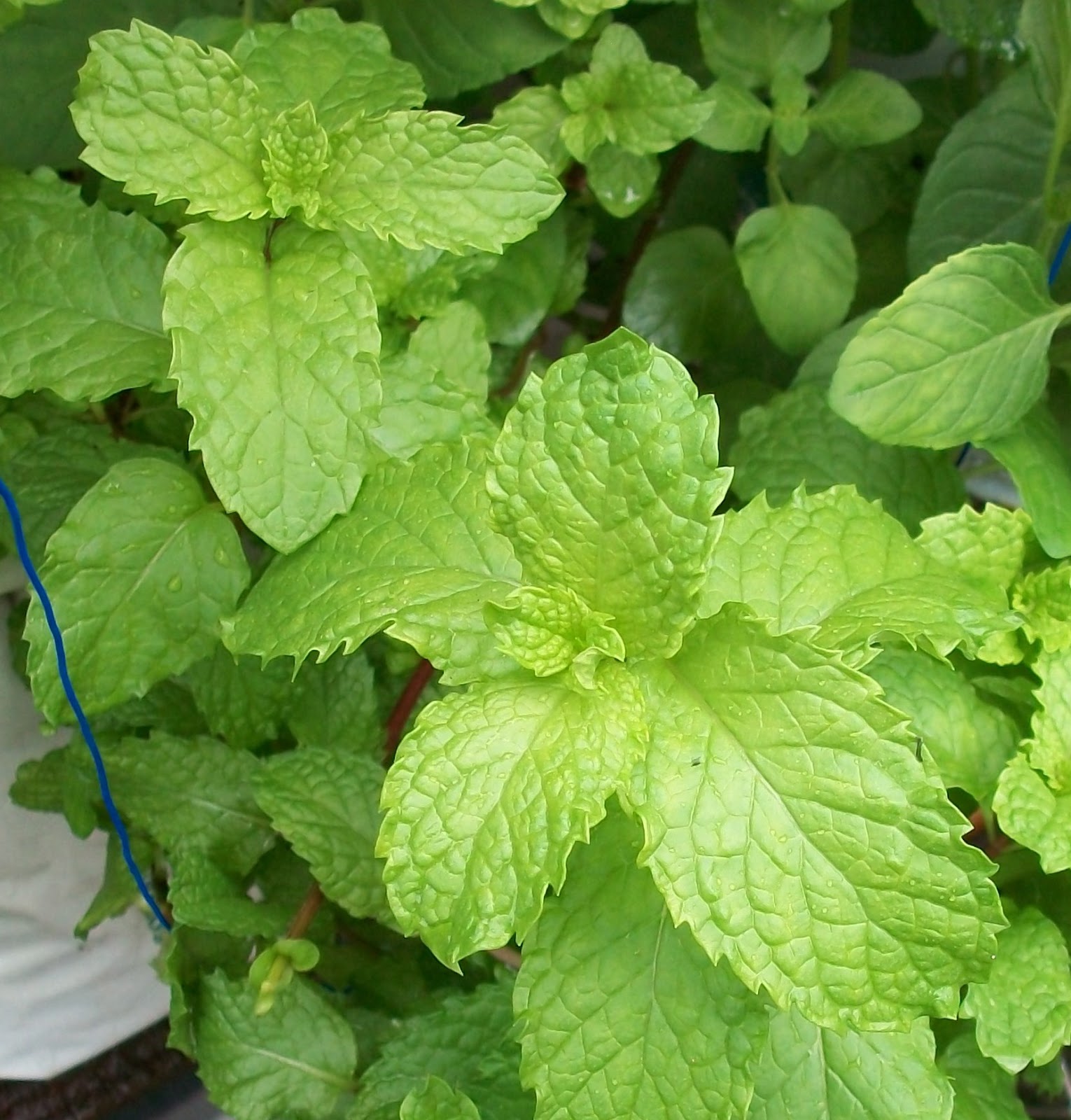 MI TECHO VERDE: Hierbabuena (Mentha spicata)