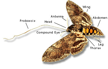 The most significant and unique creature: THE HUMMINGBIRD HAWK-MOTH