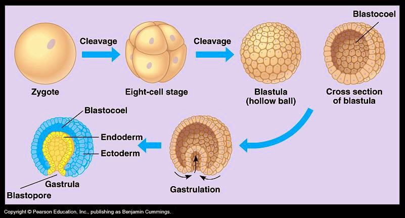SoftwarePhysics: Software Embryogenesis
