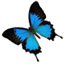 Wincursor: cute blue butterfly