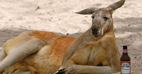 Funny Animals Drinking Beer | Amazing New Pictures | Funny And Cute Animals