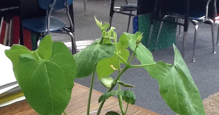 What's Happening in 3A: Lima Bean Plant Update