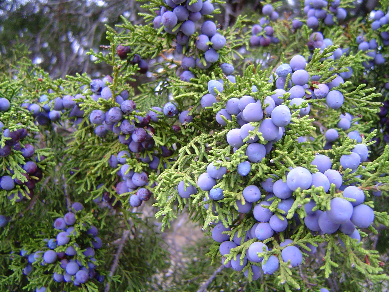 Juniper by student contributor Anna Derengowski - Wildflower School of ... Juniper by student contributor Anna Derengowski - Wildflower School of ...