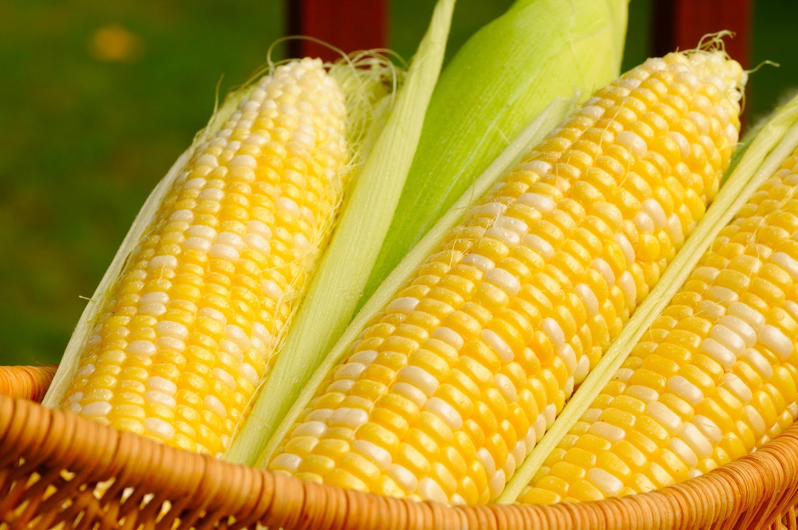Canning Granny Amish Recipe Series Corn canning-granny-amish-recipe-series-corn