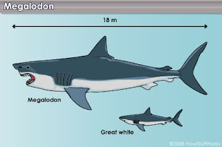 Interesting Facts to Know about Megalodon Sharks - Kimi Oge