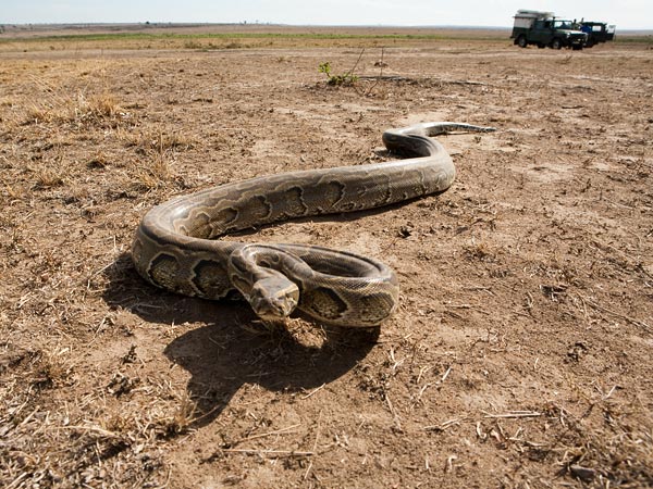 Follow the Piper: AFRICAN ROCK PYTHONS Follow the Piper: AFRICAN ROCK PYTHONS