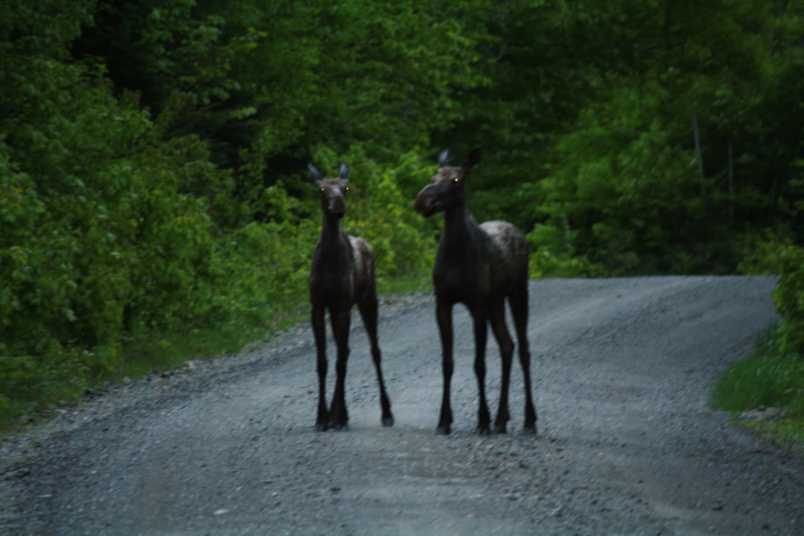 We spotted 7 moose-including a bull and a yearling- and 2 deer. It was ... We spotted 7 moose-including a bull and a yearling- and 2 deer. It was ...