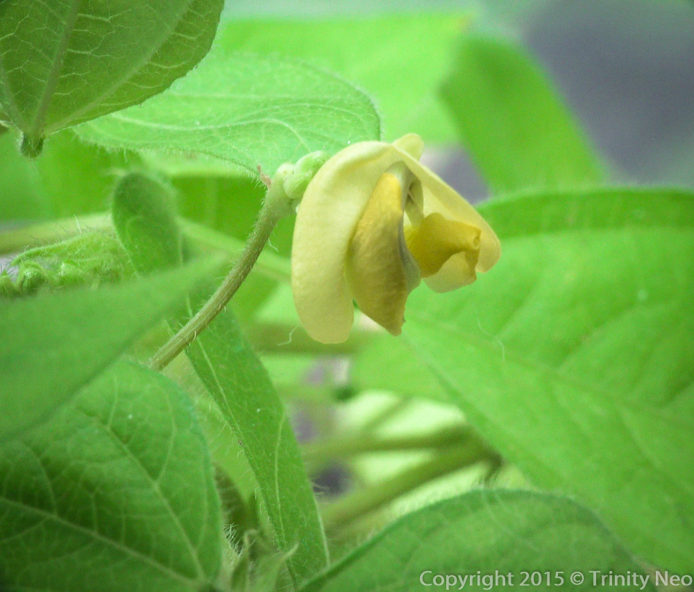 A Little Dose of Me: Green Bean (Mung Bean) Plant Flower A Little Dose of Me: Green Bean (Mung Bean) Plant Flower