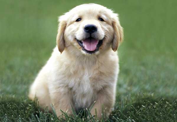 All photos gallery: Dogs, dogs breeds, breeds of dogs, dogs 101, dog ... All photos gallery: Dogs, dogs breeds, breeds of dogs, dogs 101, dog ...