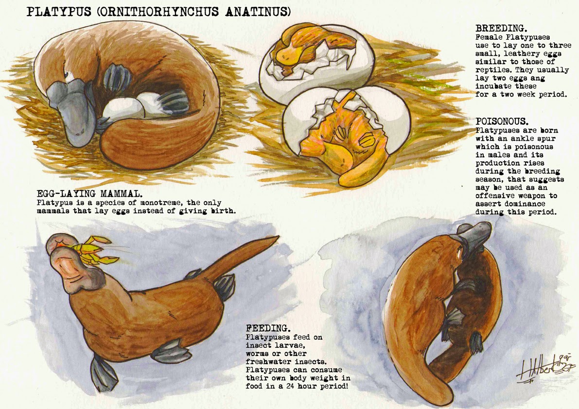 ILLUSTRACIENCIA: Alberto Guzmán Fernández- Platypus (Ornithorhynchus ...