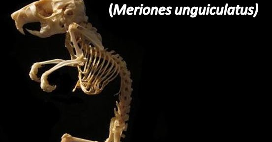 medicina veterinaria: esqueleto de jerbo / Gerbil skeleton