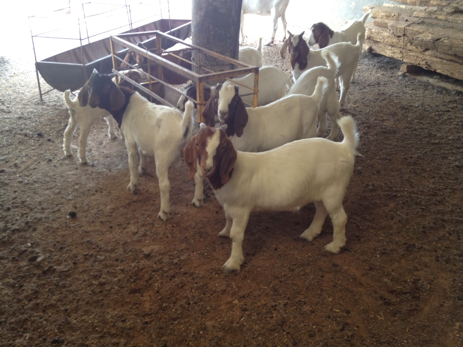 Venta chivos boer y cabras boer de calidad