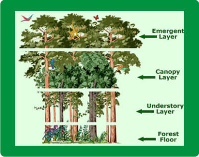 Animals Plants Rainforest: Four Layers of the Rainforest
