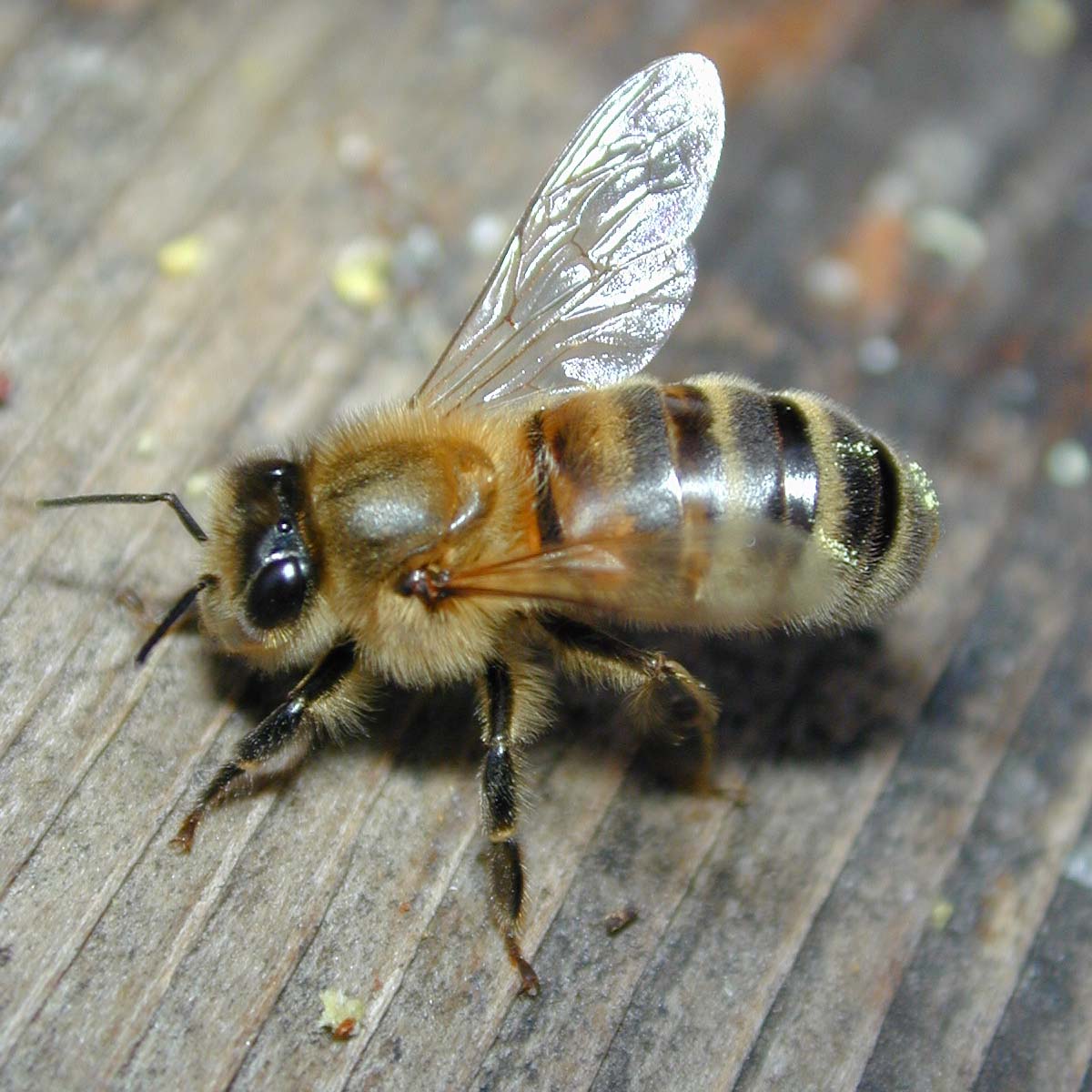 SmartKids: What do we know about Bees? By Zippy Skropiskys (Maria Imas) SmartKids: What do we know about Bees? By Zippy Skropiskys (Maria Imas)