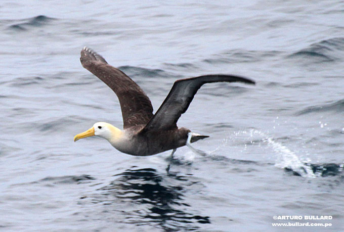El Albatros de las Galápagos, Viajero del Pacífico : Viajes, Fotografía ... El Albatros de las Galápagos, Viajero del Pacífico : Viajes, Fotografía ...