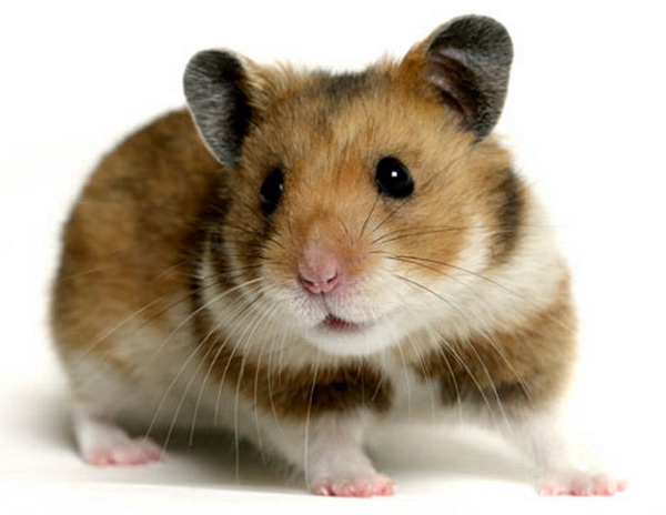Hamster | Animal Wildlife Hamster | Animal Wildlife