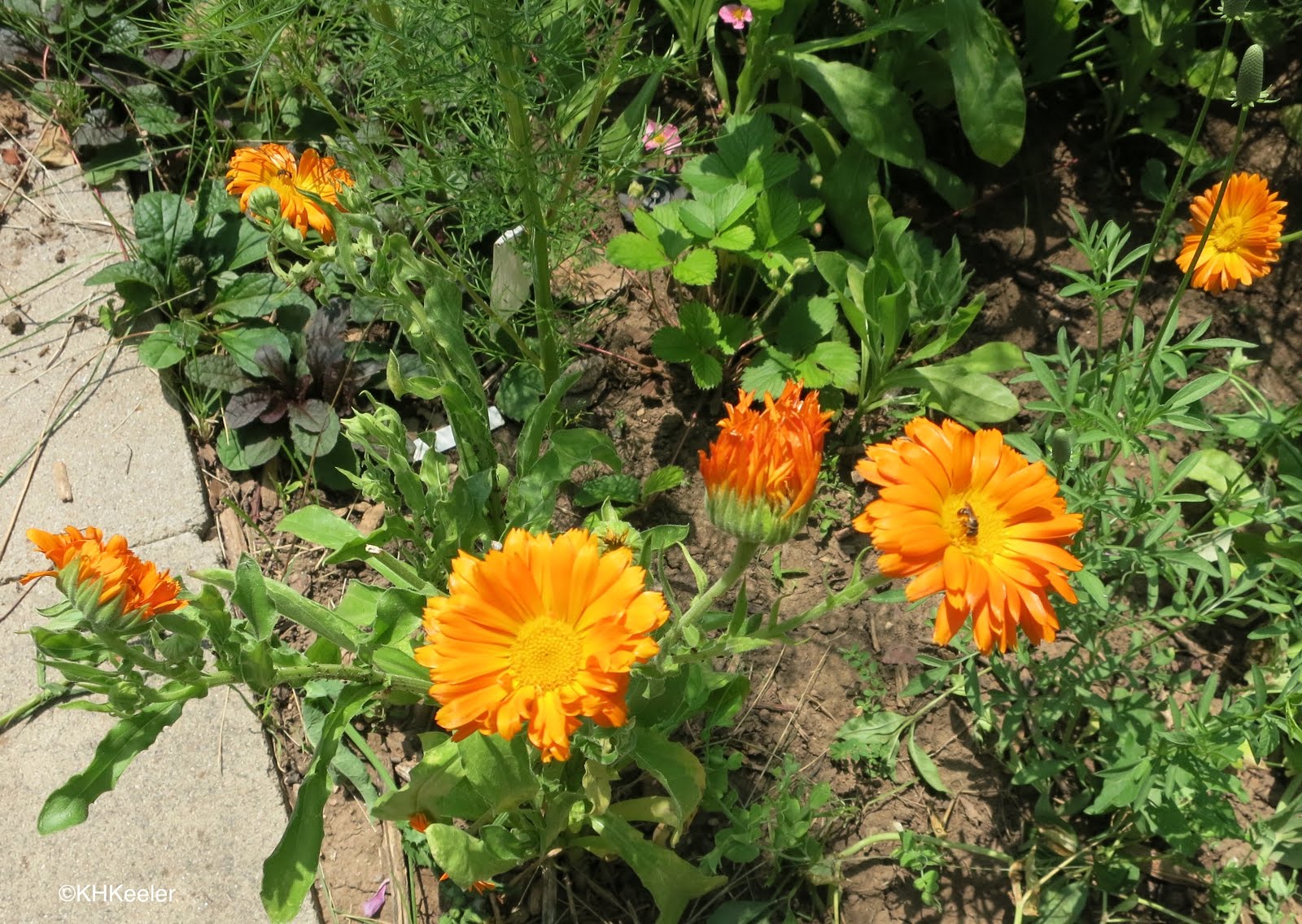 A Wandering Botanist Plant Story Marigolds In History Pot Marigolds a-wandering-botanist-plant-story-marigolds-in-history-pot-marigolds