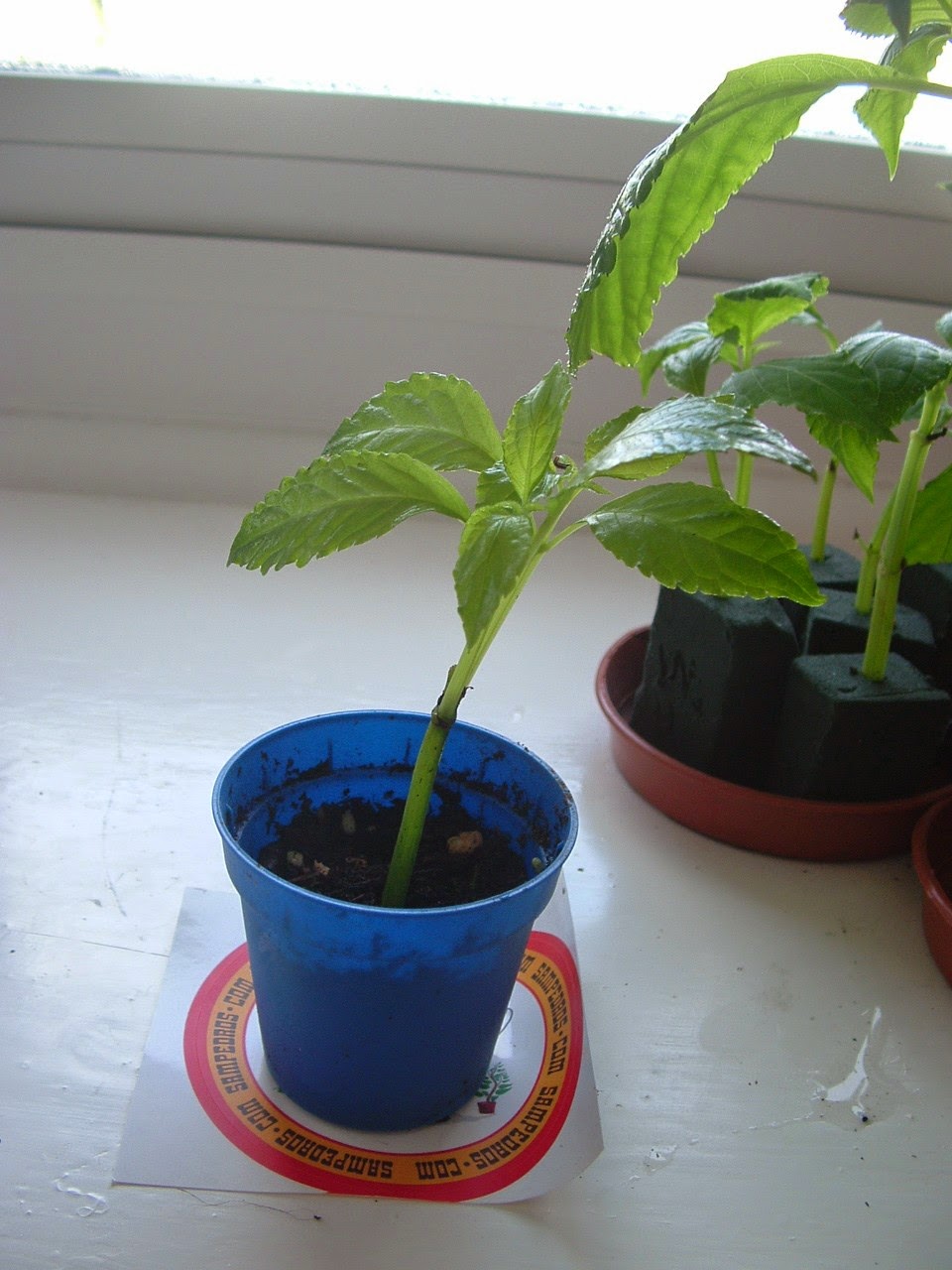 Sam Pedro's : SALVIA DIVINORUM W&H STRAIN