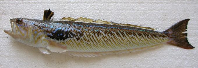 O Livro da Natureza: Peixe Aranha