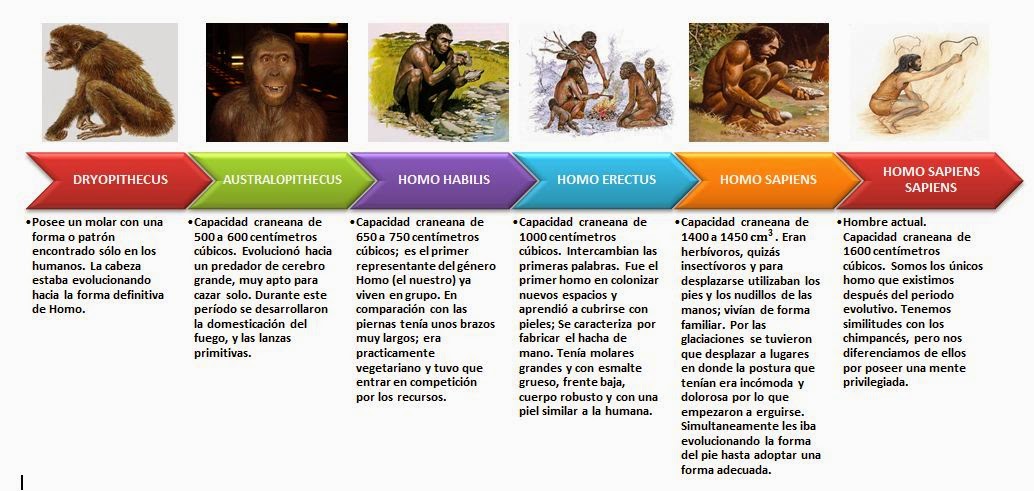 La Evolución del Hombre: Linea de Tiempo: Evolución del Hombre La Evolución del Hombre: Linea de Tiempo: Evolución del Hombre
