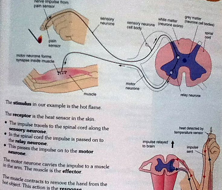 Seb Biology: 2.85 Reflex Arc Seb Biology: 2.85 Reflex Arc