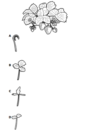 NGSS Assessment Clarification: 3 - LS3.A (A) - Inheritance and ...