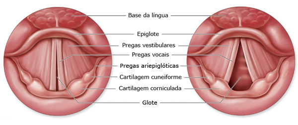 Fonética Articulatória: Qual o estado da Glote? Vozeado ou Desvozeado?