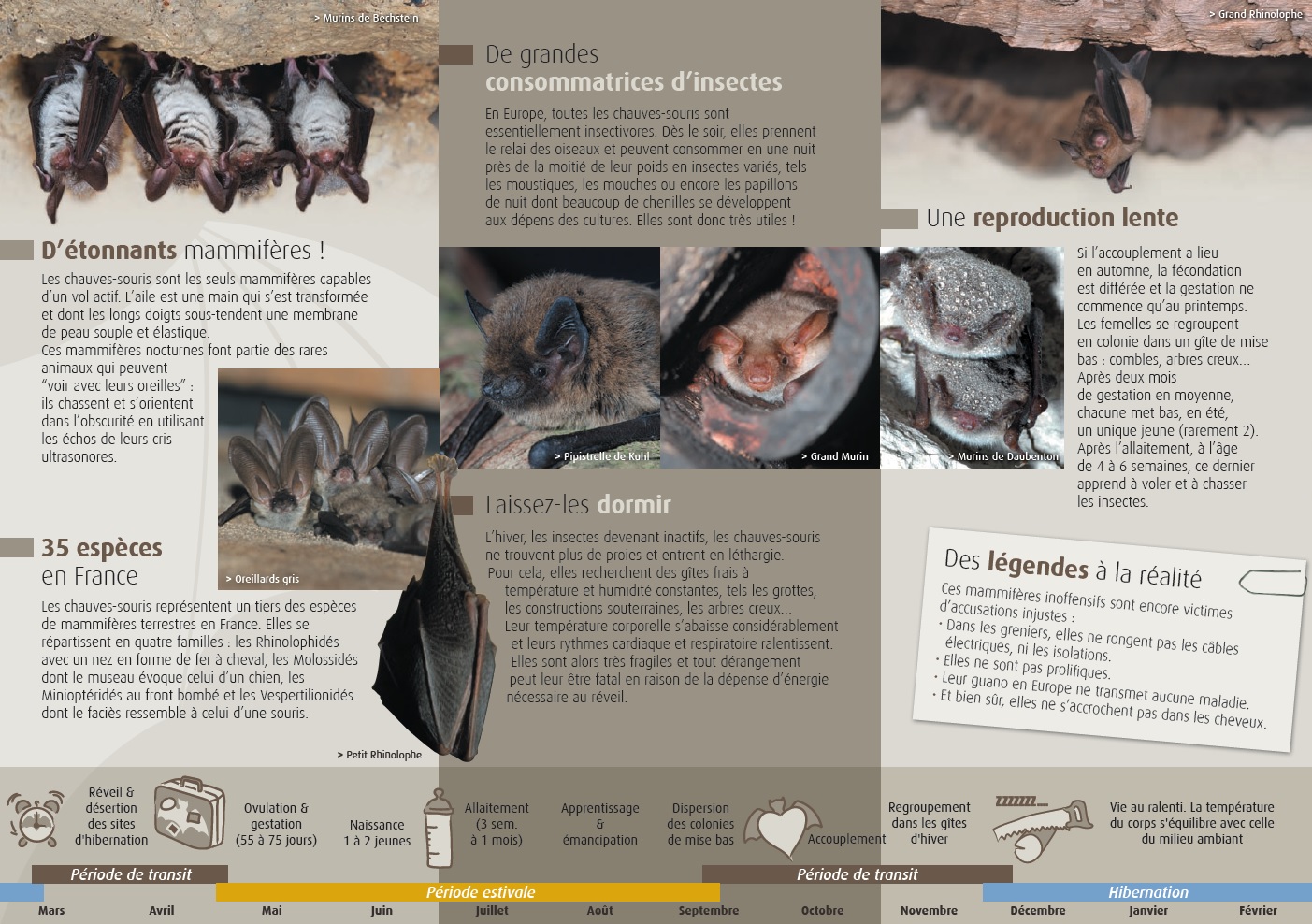 chauve souris france