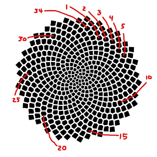 Lets Talk Maths: Fibonacci sequence in sunflower
