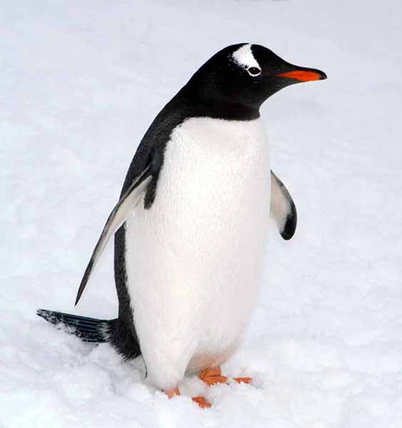 Gentoo Penguin Wildlife The Wildlife gentoo-penguin-wildlife-the-wildlife