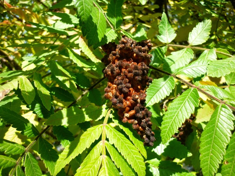 ExtremNativo: Sumac, zumaque, Rhus coriaria ExtremNativo: Sumac, zumaque, Rhus coriaria