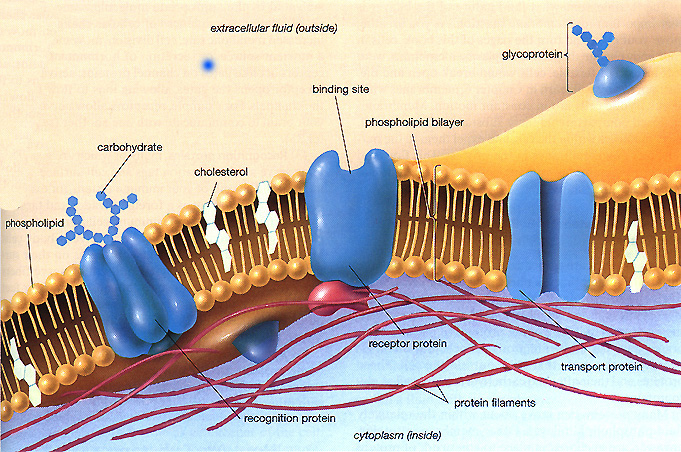 TECHNO SCIENCE Cell Menbrane techno-science-cell-menbrane