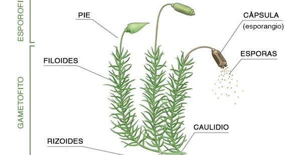 BIOLOGÍA Y GEOLOGÍA 1º ESO: Los musgos