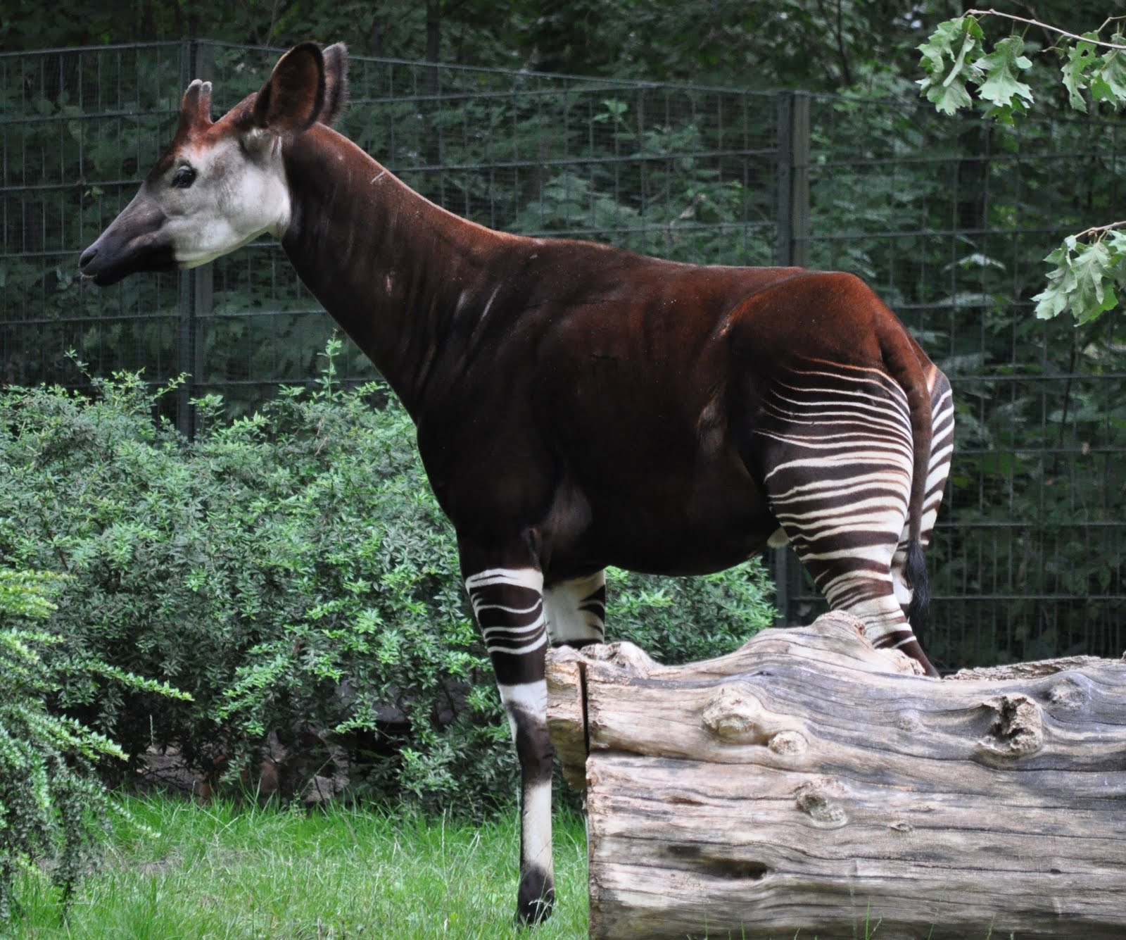 ZOOTOGRAFIANDO (MI COLECCIÓN DE FOTOS DE ANIMALES): OKAPI / OKAPI (Okapia johnstoni)